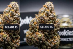 Gelato 45 Strain Review: Flavor, Effects & Sativa/Indica.
